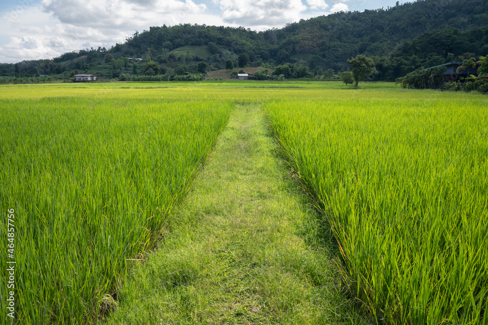 Greenery view of rice paddy field in countryside of Thailand. Thailand ...