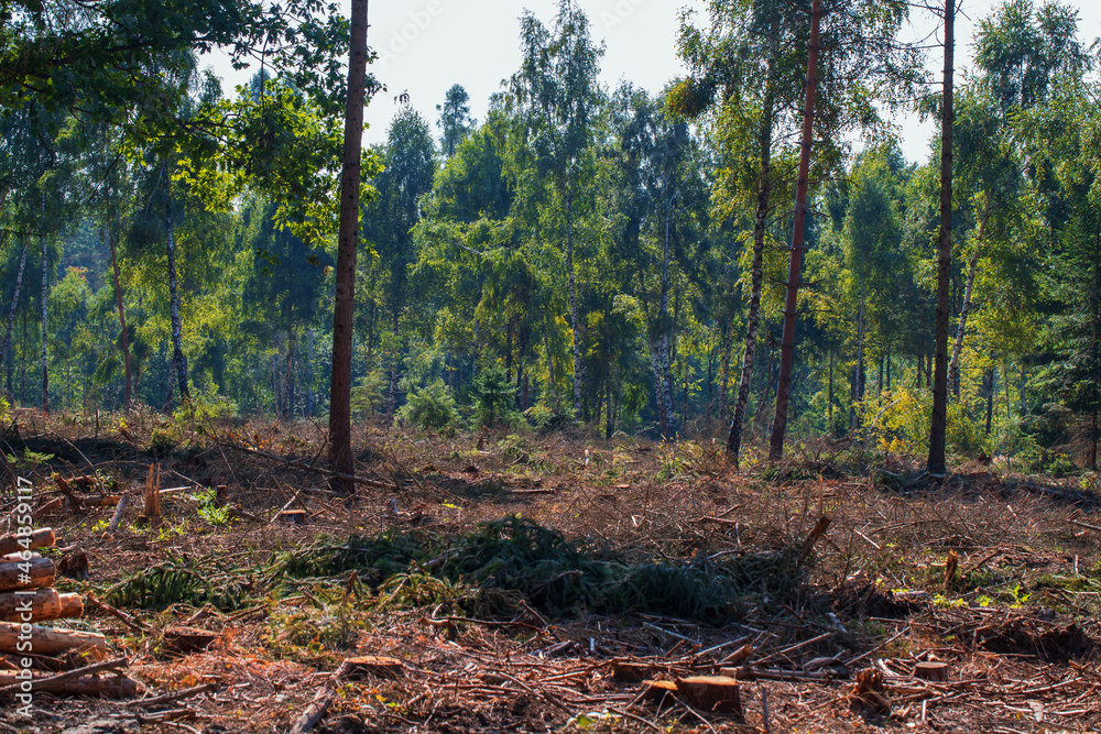 Coniferous forest in which dry trees are infested with bark beetles ...