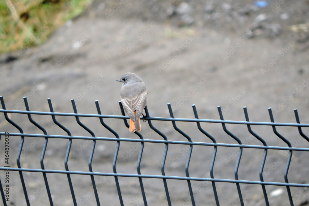 A portrait of a female black redstart sitting on a fence made of welded wire mesh panels ...
