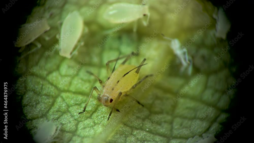 Aphid under a microscope, Aphididae - aphid superfamily (Aphidoidea ...