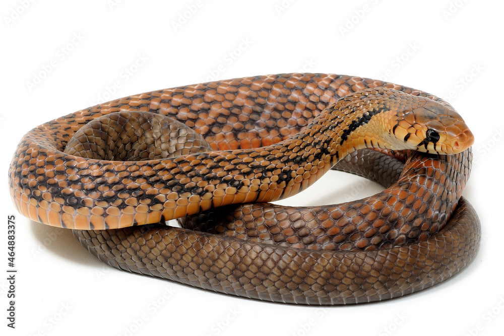 Mexican red-tailed indigo snake (Drymarchon melanurus rubidus) on a ...