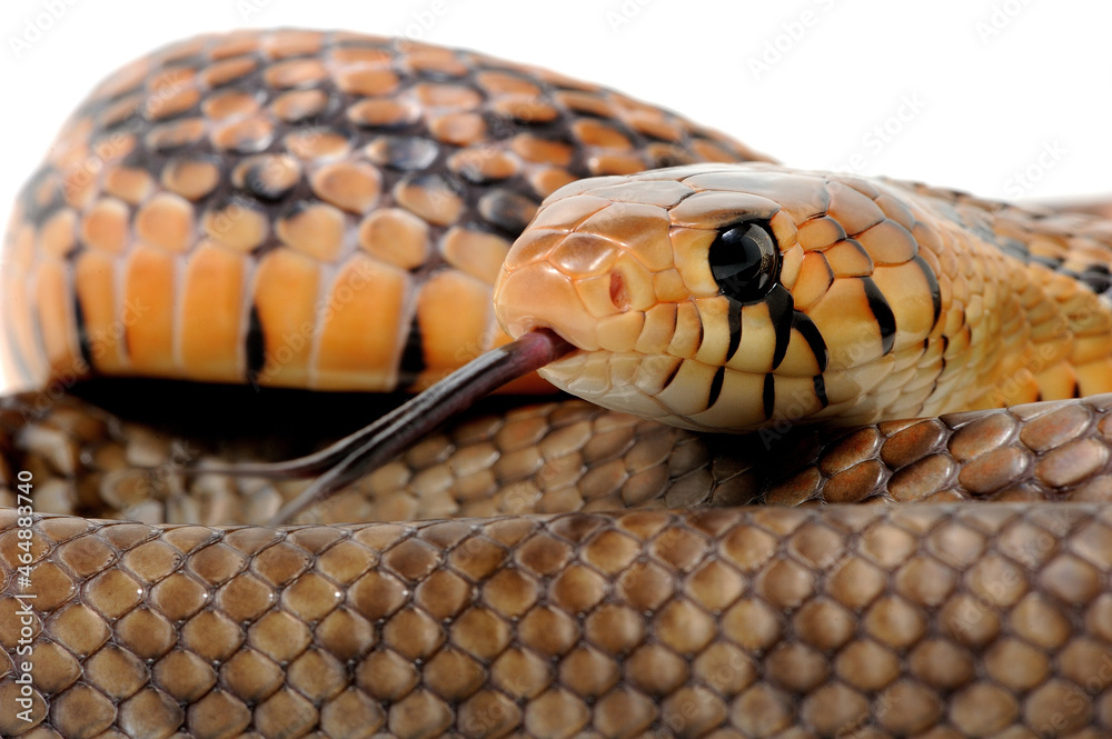 Mexican red-tailed indigo snake (Drymarchon melanurus rubidus) on a ...