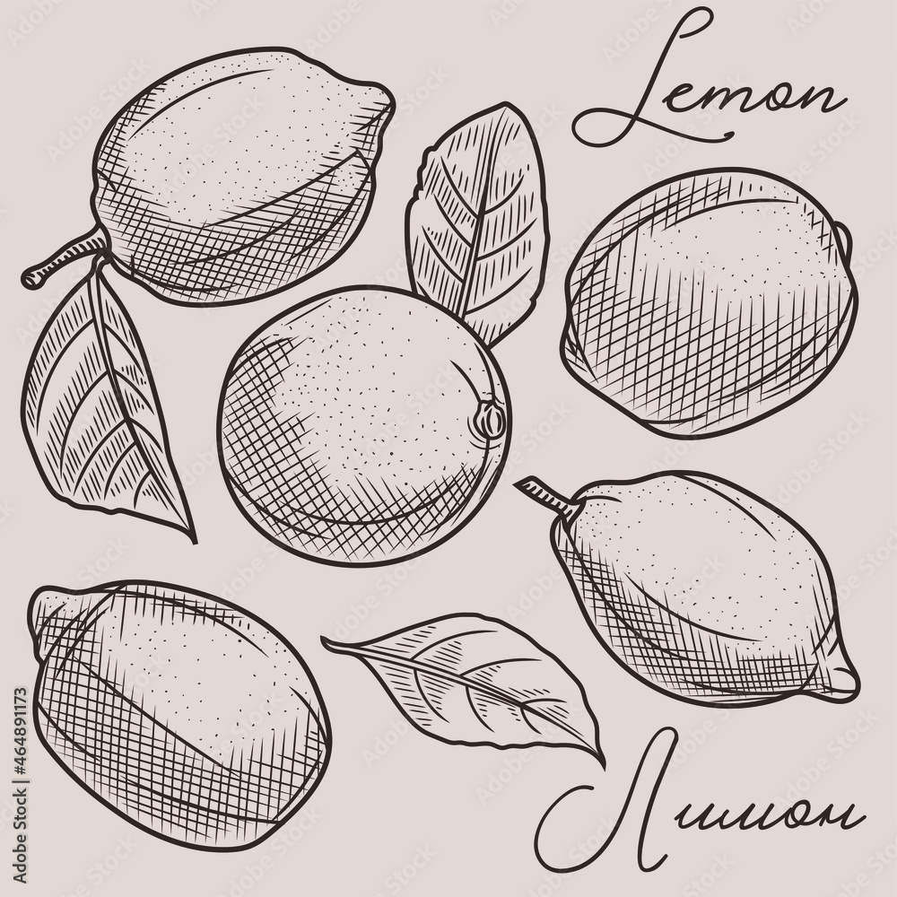 A sketch of a drawing of a lemon. Vector illustration of a lemon. Lemon ...