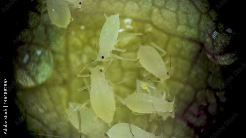 Aphid under a microscope, Aphididae - aphid superfamily (Aphidoidea ...