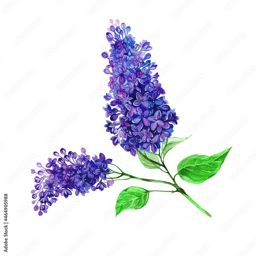 Bright watercolor drawing lilac flowers. Botanical painting, hand ...