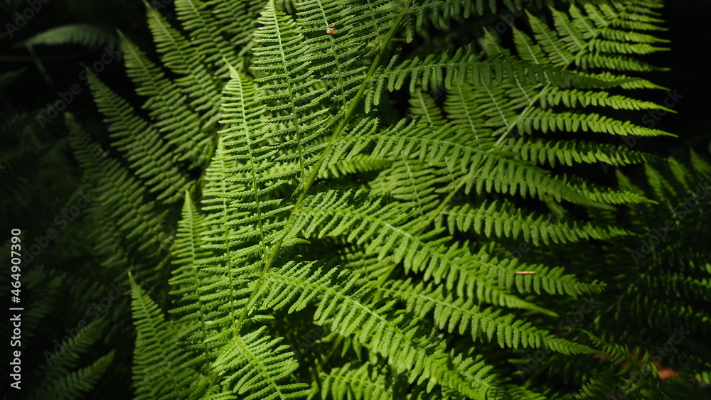 Fern-shaped plant in the forest. Beautiful graceful green leaves ...