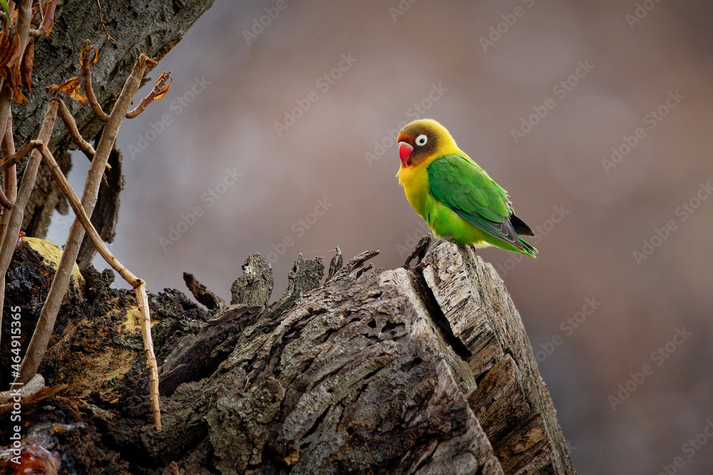 Fischers Lovebird - Agapornis fischeri small parrot bird, green back ...