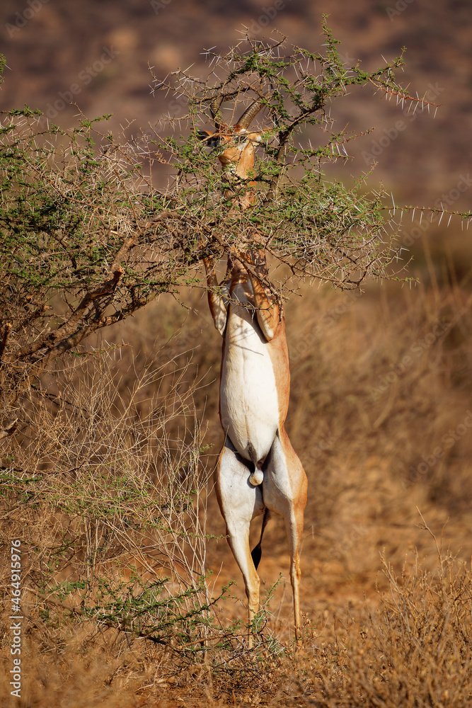 Gerenuk - Litocranius walleri also giraffe gazelle, long-necked ...