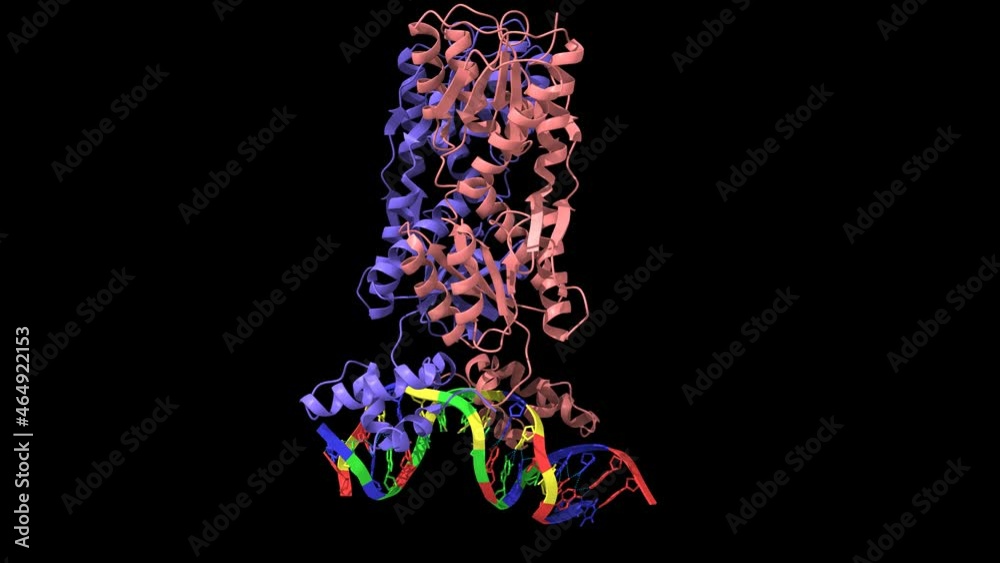 Structure of lac repressor dimer of E. coli bound to operator DNA ...