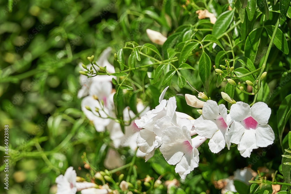 Pandorea jasminoides, also known as white bignonia, wine glass bignonia ...