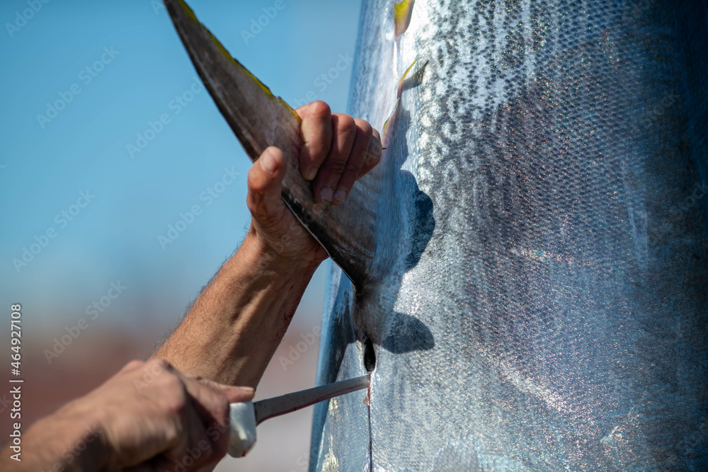 The fin of a large Atlantic bluefin tuna hanging by a rope after being ...