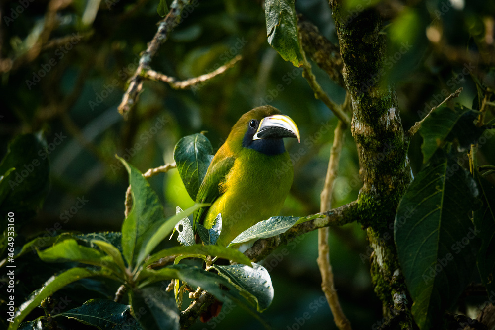 Hermoso tucán verde en la naturaleza de la selva de Costa Rica Stock ...