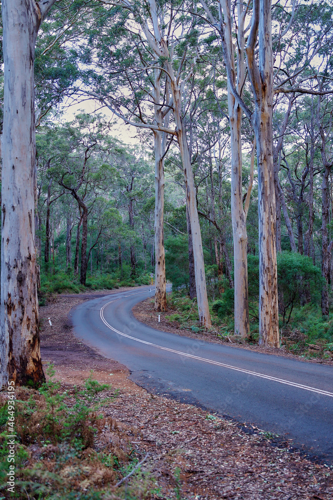 Australian Native Rainforest Background Stock Photo | Adobe Stock