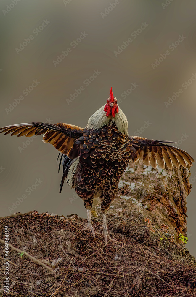 chicken dancing Stock Photo | Adobe Stock