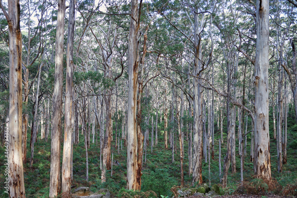 Australian Native Rainforest Background Stock Photo | Adobe Stock