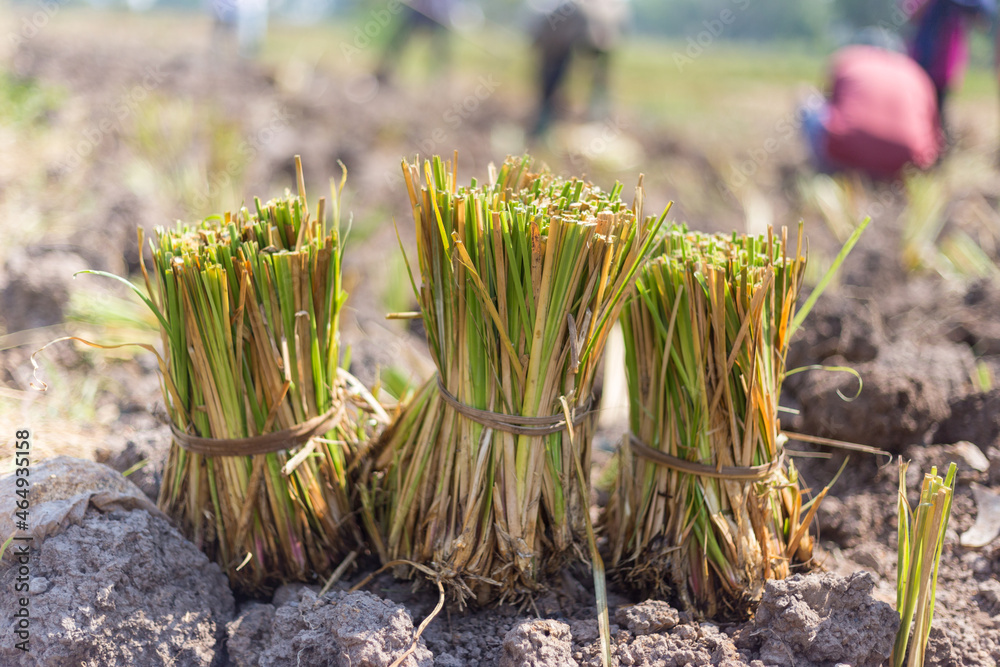 vetiver grass that was prepared for planting was placed on the ground ...