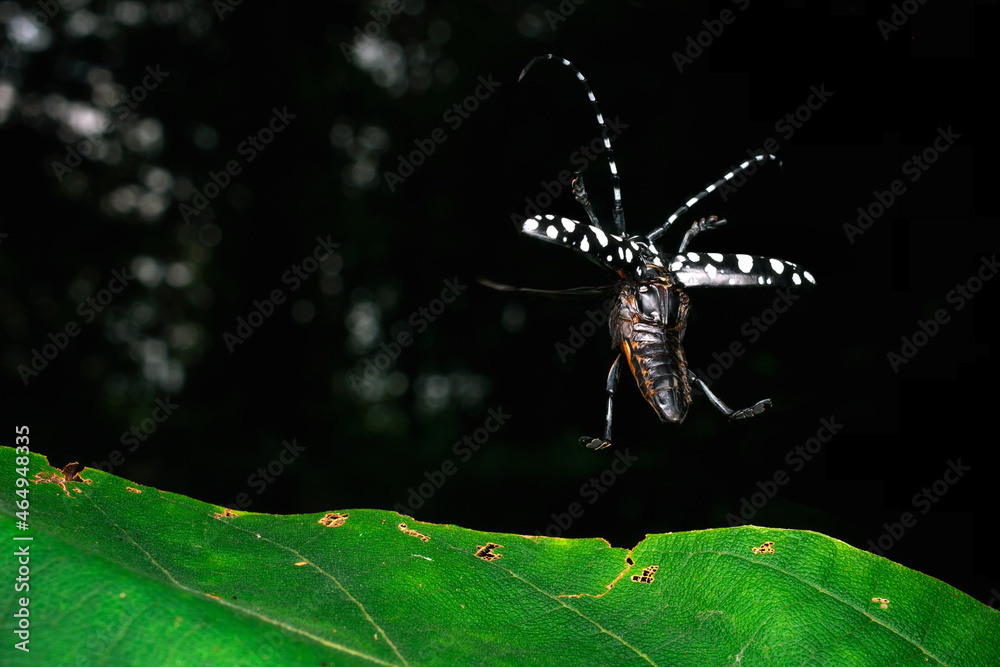 Beautiful Black and white striped insects are flying in the fertile ...