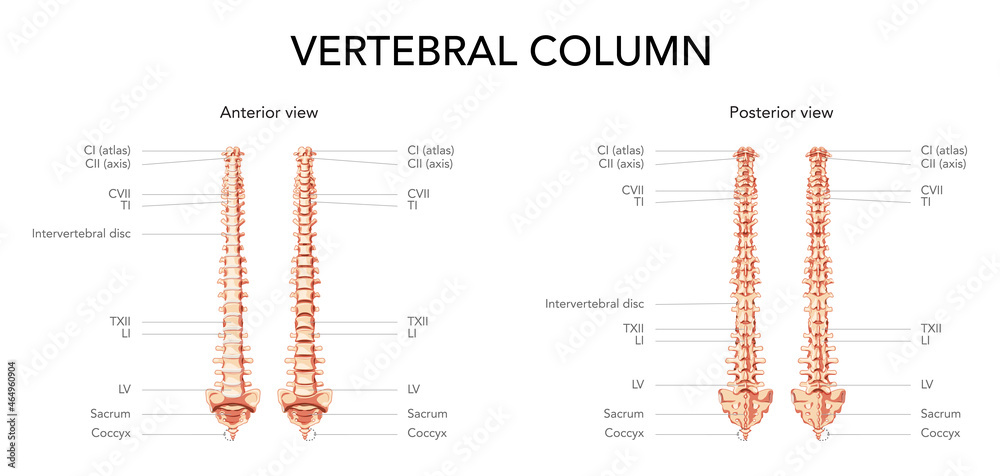 Human vertebral column in front, back with main parts labeled, with and ...