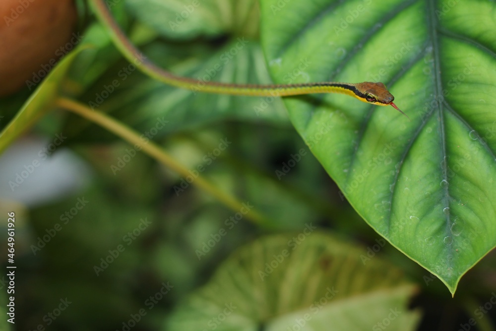Rope snakes or slapped snakes are a group of tree snake species that ...