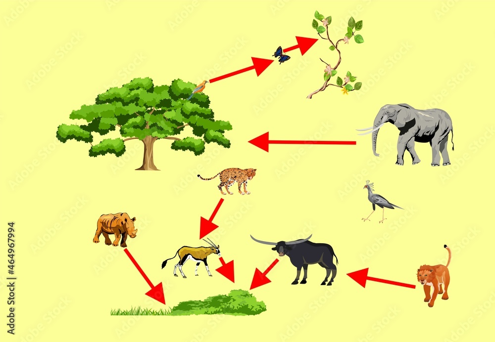 Food chain and ecosystem scheme , nature processes and phenomena vector ...
