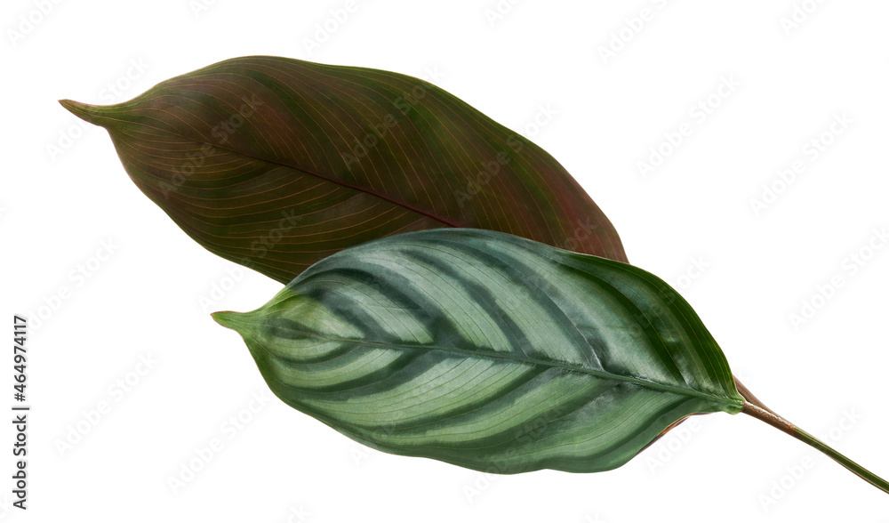 Calathea setosa leaf, Ctenanthe setosa foliage isolated on white ...