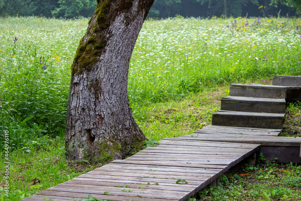Old wooden path or boardwalk with stairs in forest. Recreation park ...