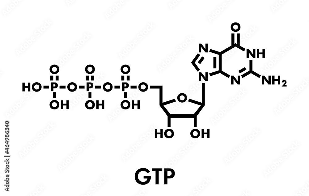 Guanosine triphosphate (GTP) RNA building block molecule. Also used as ...