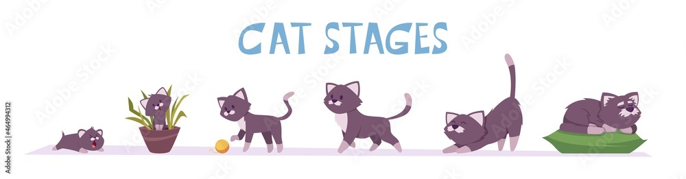 Cat growth stages. Small domestic animal playful and lying poses pets ...