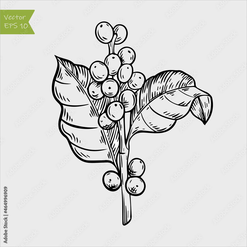 Coffee plant illustration, drawing, engraving, ink, line art, vector ...