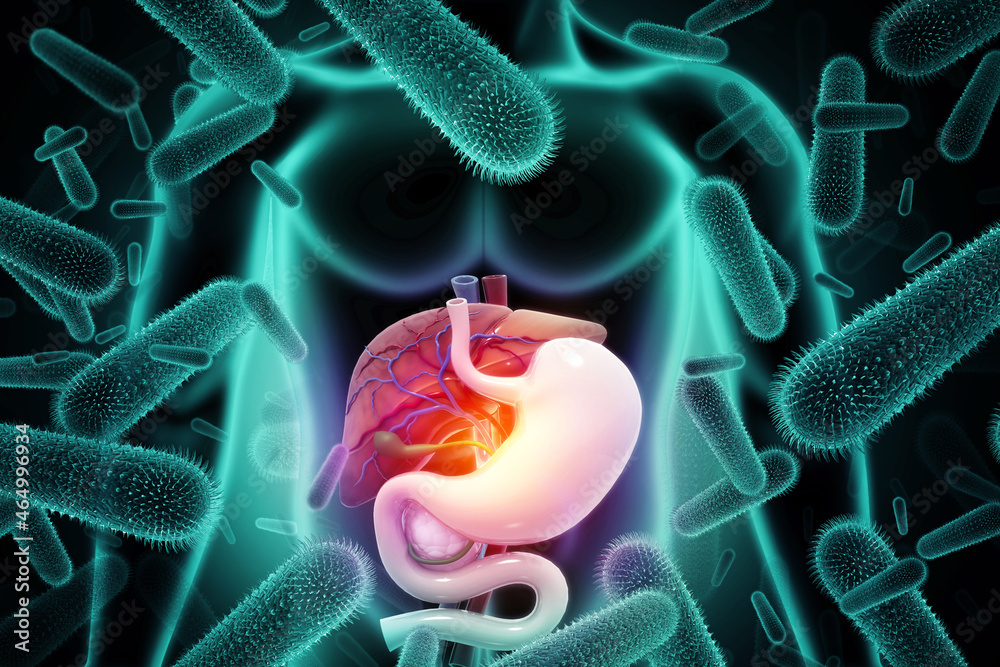 Anatomy of Liver stomach pancreas and gallbladder on medical background ...