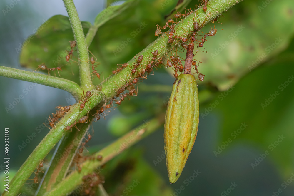 red ant action carrying cutleaf groundcherry, wild tomato, camapu, and ...