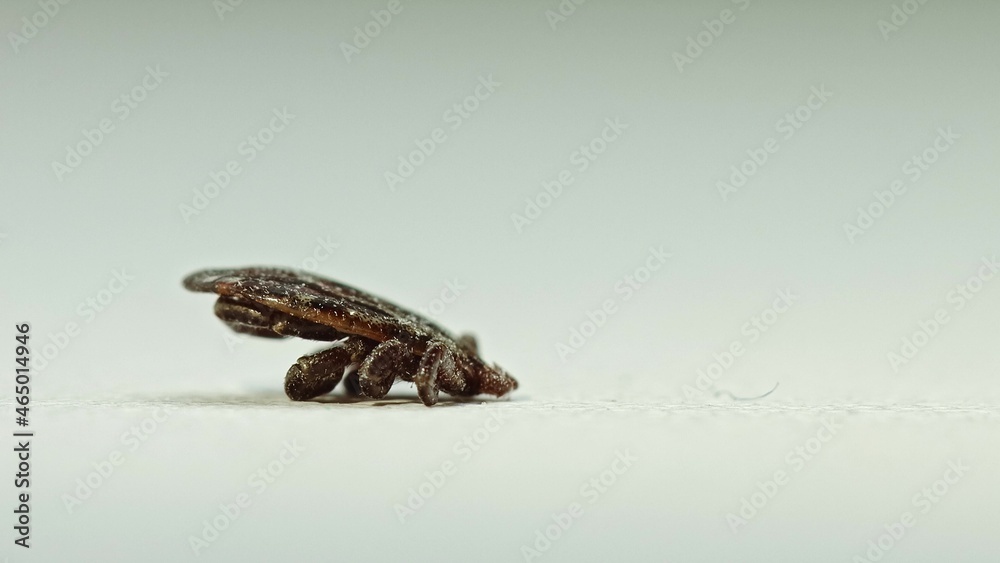 Set. Dermacentor Reticulatus On White Paper Background. Also Known As ...