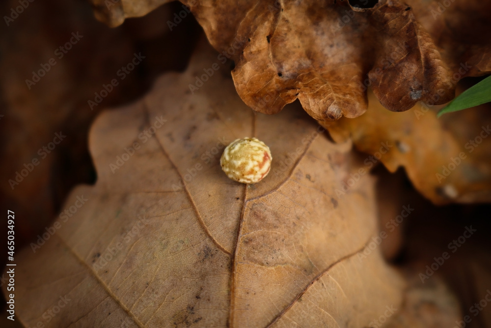 Parasite cynips quercusfolii on oak tree leaf lying on ground Stock ...