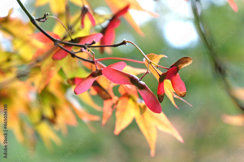 Colourful pink seed pods on a Japanese maple tree during the autumn ...