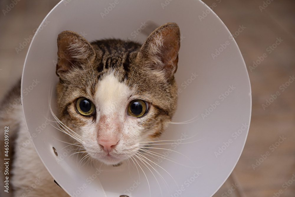 Face de um gato malhado usando cone de proteção no pescoço. Stock Photo ...