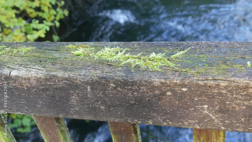 Natural scene. Old, handrail of a wooden bridge, sprouted by plants ...