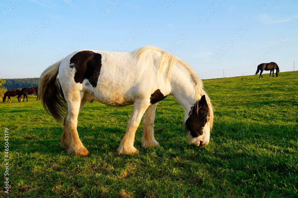 The Galineers Cob, also known as the Traditional Gypsy cob, Irish Cob ...