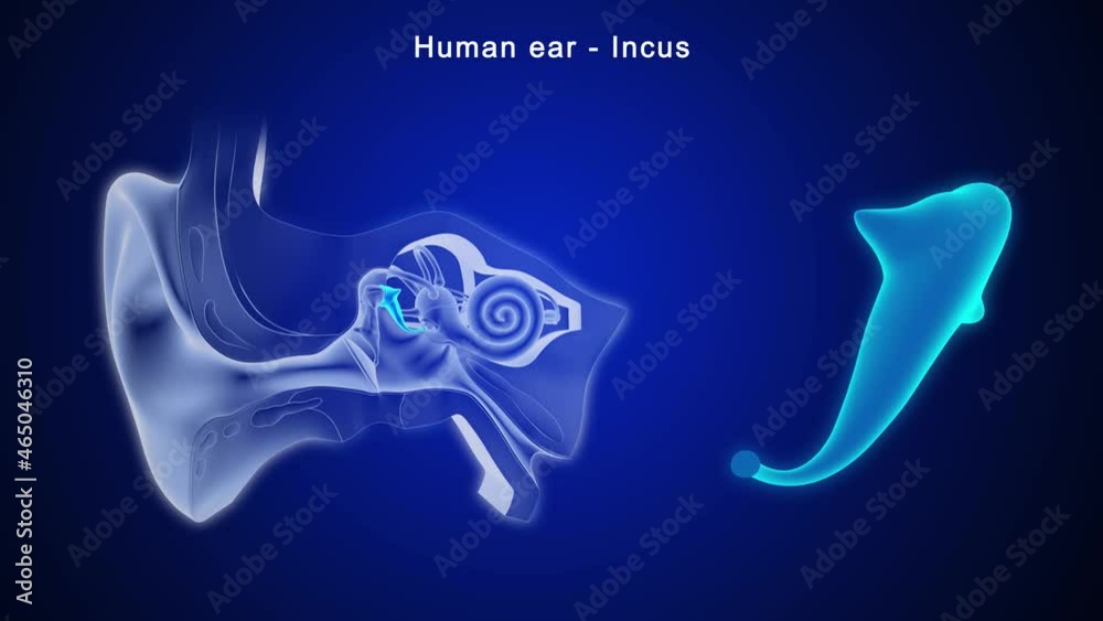 The middle ear consists of the tympanic membrane and the bony ossicles ...