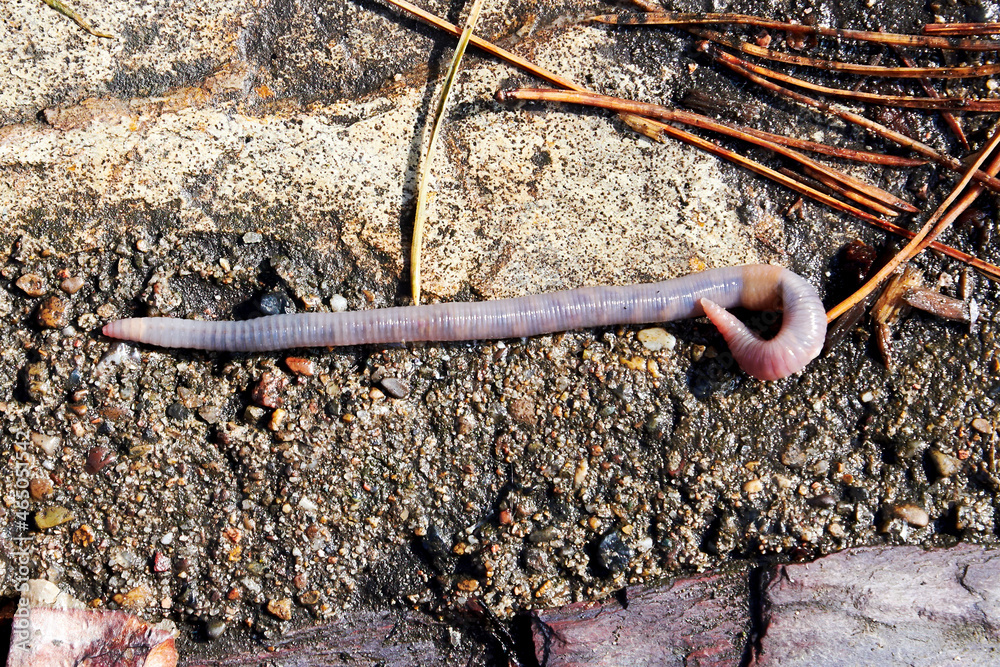 Long earthworm crawling in the muddy ground in the garden after the ...