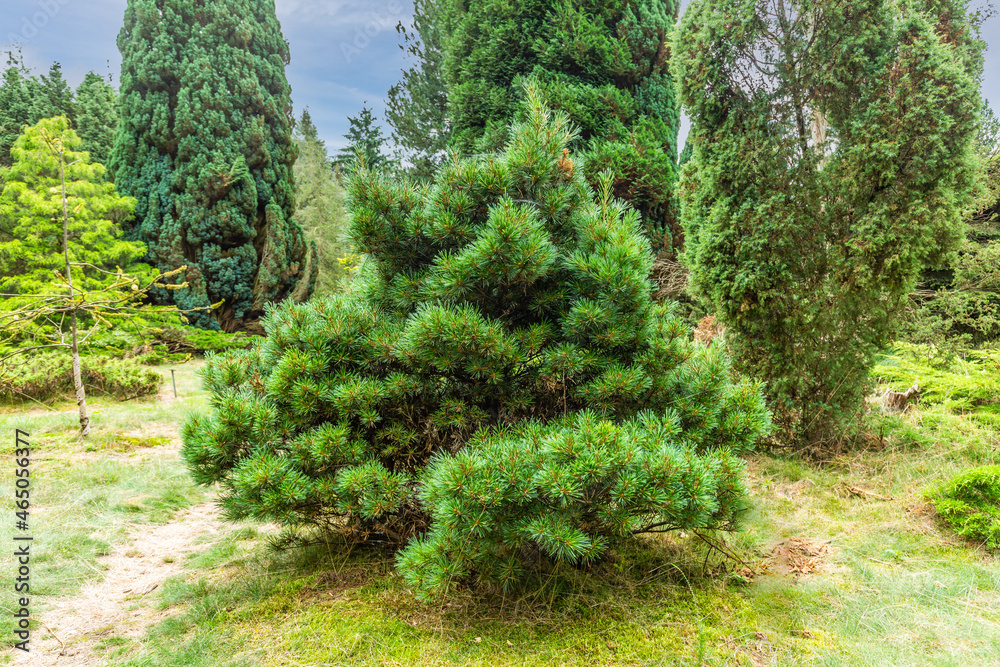 Foto de Close up of a young shrubby Weymouth Pine, Pinus strobus, as ...