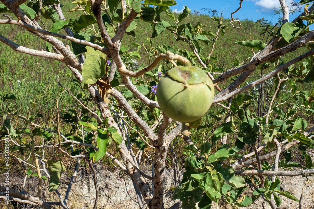 O fruto da lobeira, planta tipica que serve para alimentar o lobo guará ...