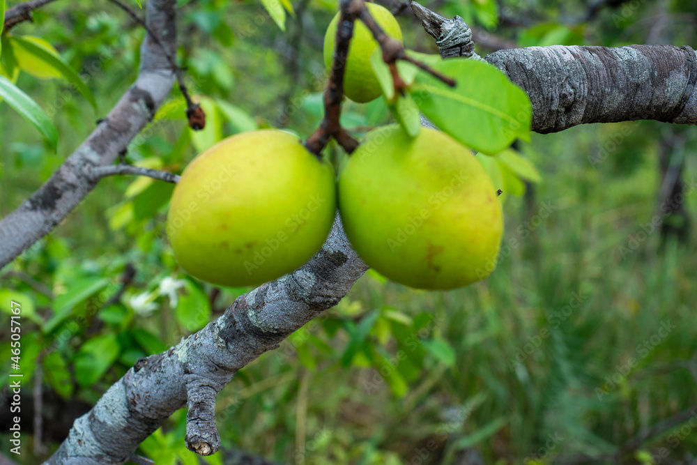 Foto de Pequi, fruta tipica do cerrado brasileiro do Stock | Adobe Stock
