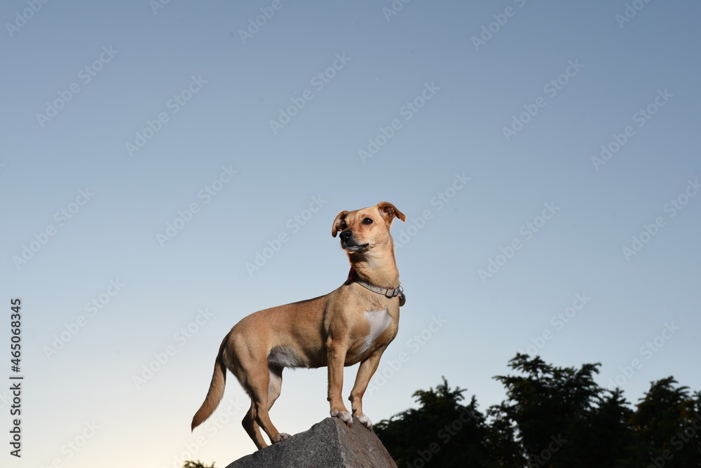 dog standing on top of the cliff with blue sky background Stock Photo ...