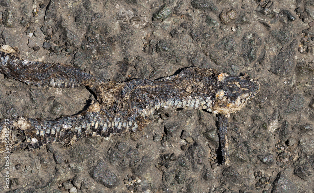 Foto de Dead snake. Road wars - death of a Reptile from the car. The ...