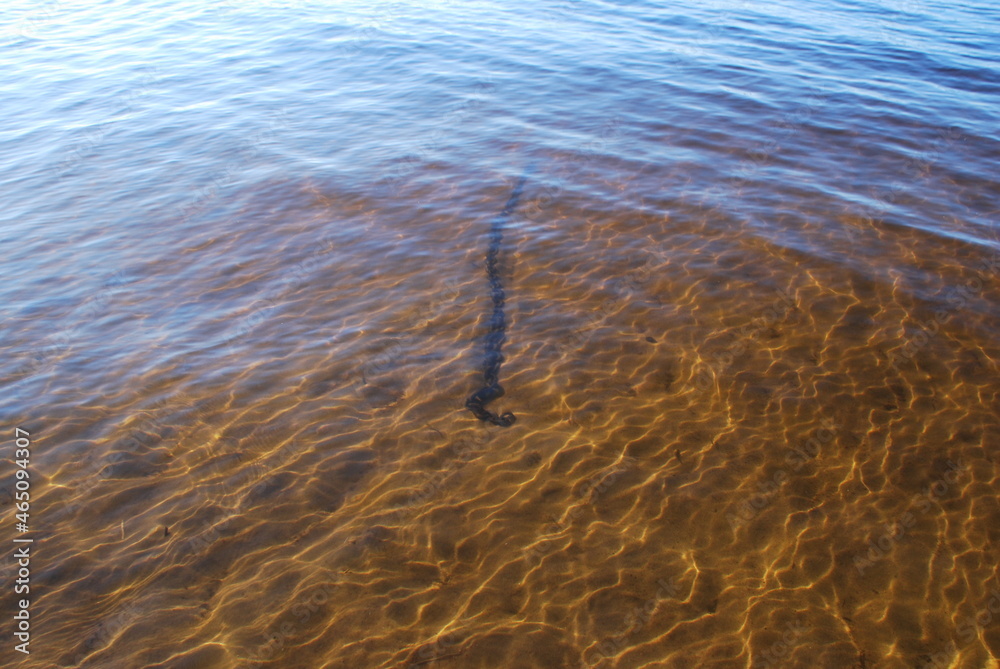 Transparent water in the river. Summer day, clear water of light brown ...