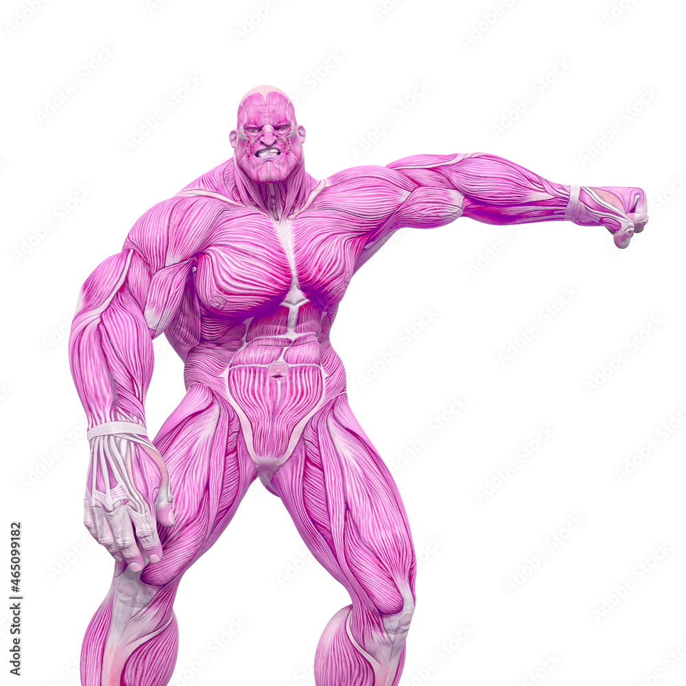 bodybuilder muscle maps is doing a side punch in white background Stock ...