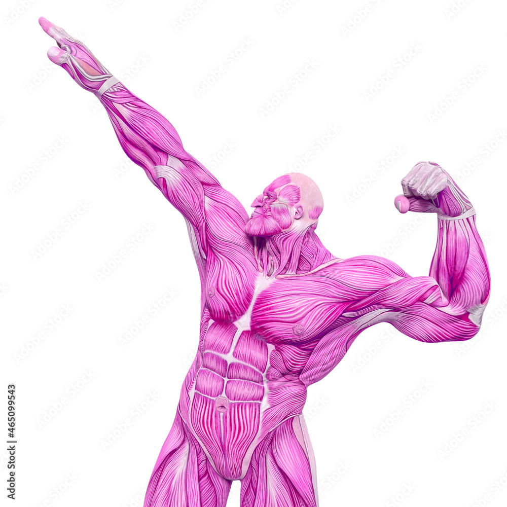 bodybuilder muscle maps is the winner in white background Stock ...