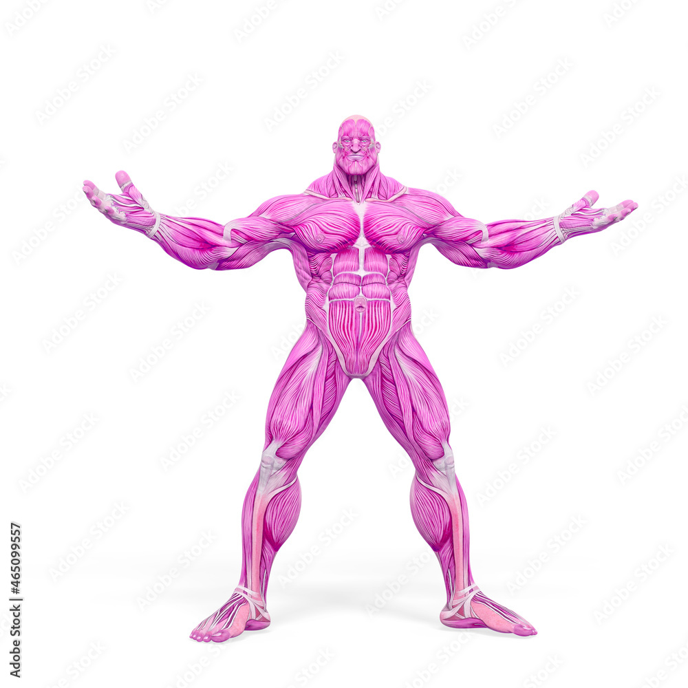 bodybuilder muscle maps with arms wid open in white background Stock ...
