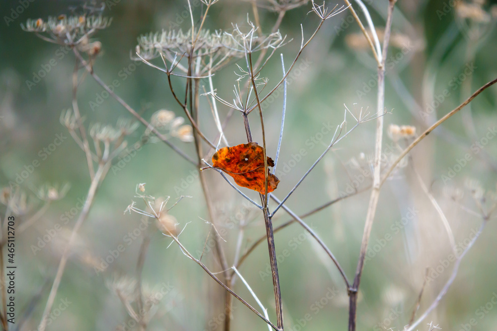 one beautiful deep copper red leaf stuck in the grey autumn fronds of ...