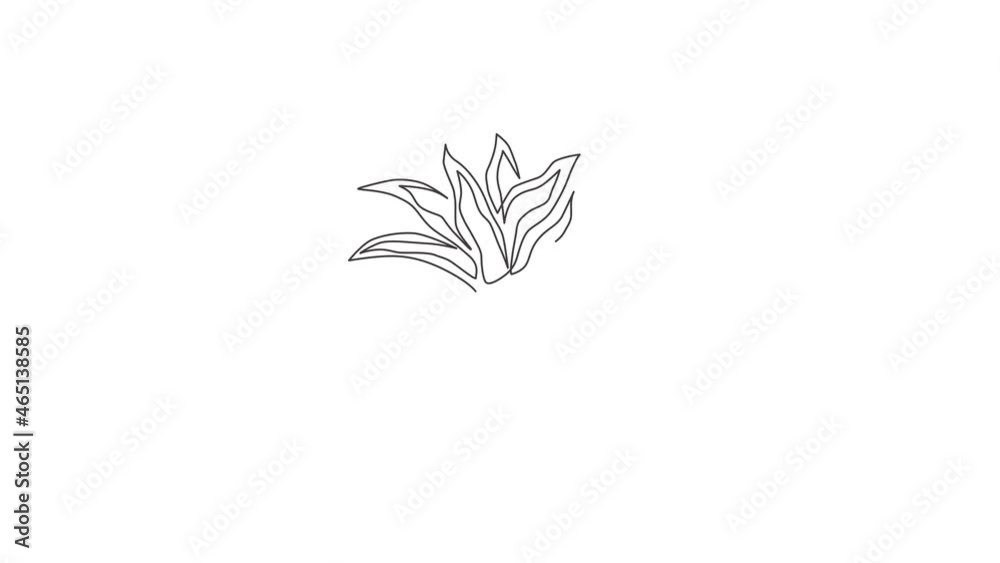 Animation of one single line drawing of potted snake plant for home ...